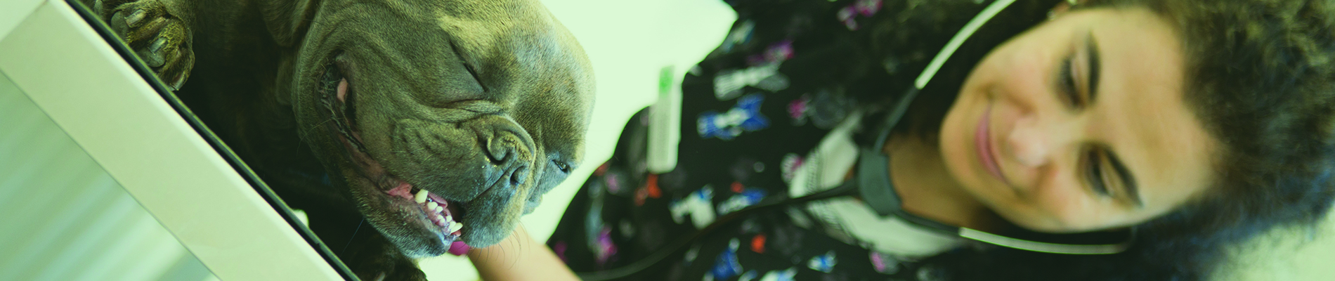 Brachycephalic Airway Obstructive Syndrome | DNA Vetcare Group